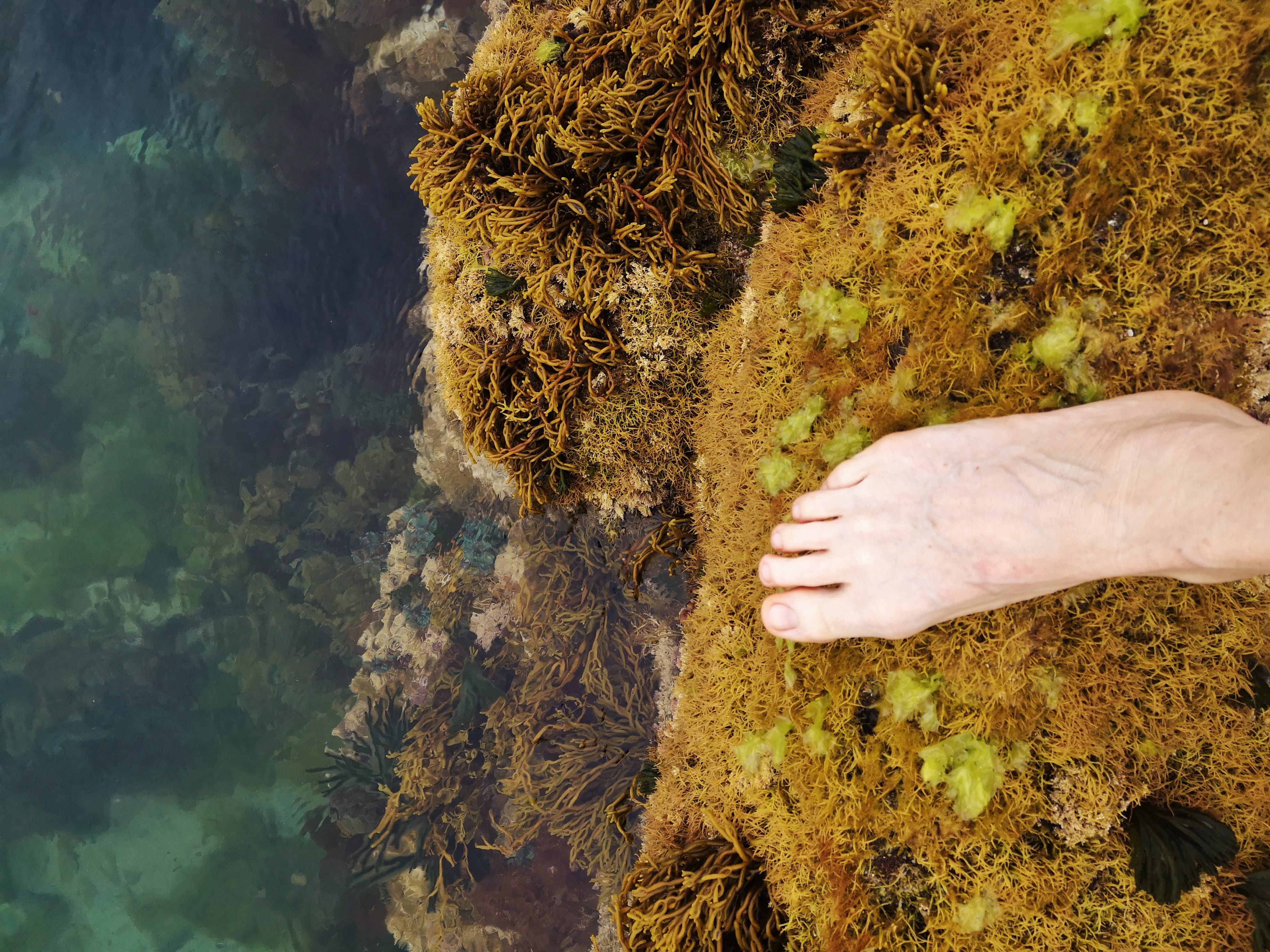 Swimming at Dawn - Swimming at Dawn